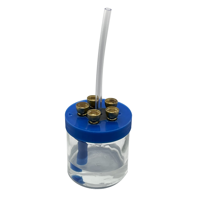 Salvia Hub | Salvia Divinorum Research, Personal Growth & Safe Use